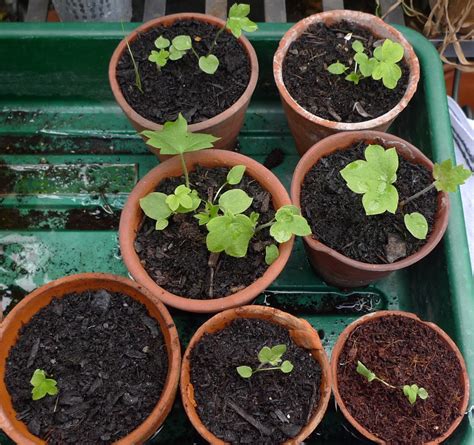 When To Plant Delphinium Seedlings Outdoors At Stuart Witt Blog When To Plant Delphinium Seedlings Outdoors At Stuart Witt Blog