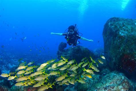 2024 Fernando De Noronha Diving Experience In Fernando De Noronha