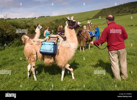 Llama Trekking On The Jurassic Coast In Devon With Peak Hill Llamas