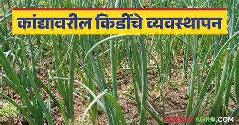 Kanda Crop Management उत्पादनांवर परिणाम होऊ नये म्हणून असे करा कांद्यावरील किडींचे