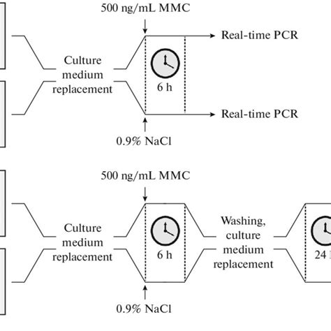 Design Of The Experiment Mmc Mitomycin C Pcr Polymerase Chain