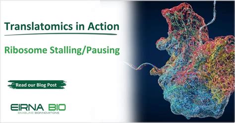 Eirna Bio On Linkedin Unleashing The Power Of Ribosome Profiling Ribo