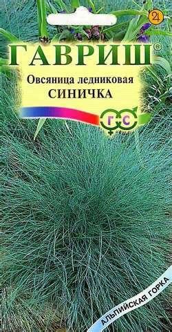 Овсяница ледниковая Синичка