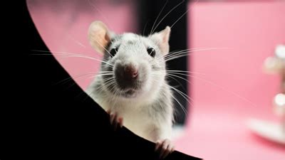 Exploring The 7 Different Types Of Pet Rats