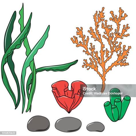 벡터 귀여운 만화 해초 흰색 배경에 코랄 일러스트 수중 세계 컬렉션 아이콘 로고 및 기호입니다 웹 인쇄 및 스텐실 포스터 초대 및 인사말 카드 갈고리 발톱에 대한 스톡 벡터