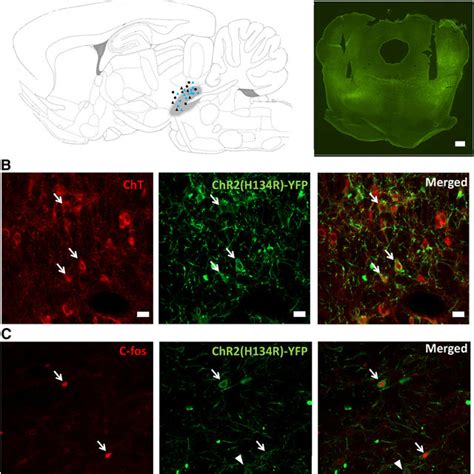 Quantification Of Chr2 Expression And C Fos Activation In Download