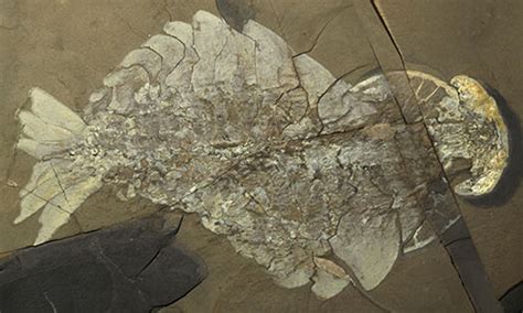 Anomalocaris Canadensis The Burgess Shale