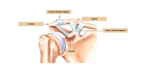 Acromioclavicular Joint Ligaments