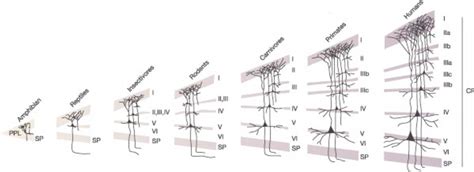 Figure 2 From Self Organization And Interareal Networks In The Primate