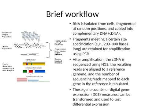 Pptx Brief Workflow Rna Is Isolated From Cells Fragmented At Random