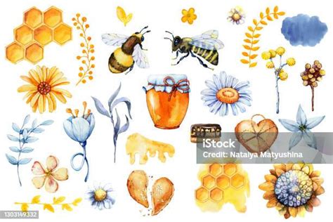 꿀 세트 꿀벌과 말벌 벌집 필드 허브 꽃 항아리 제품에 대한 포장 흰색 배경에 고립 된 손으로 그린 수채화 그림 벌에 대한 스톡 벡터 아트 및 기타 이미지 Istock