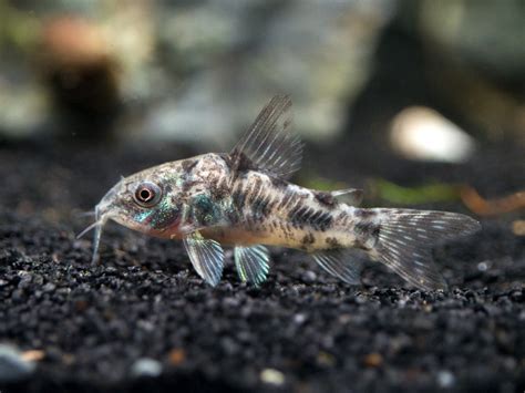Peppered Cory Catfish Corydoras Paleatus Tank Raised Aquatic Arts