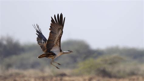 Can Hunting Save The Great Indian Bustard The Indian Express