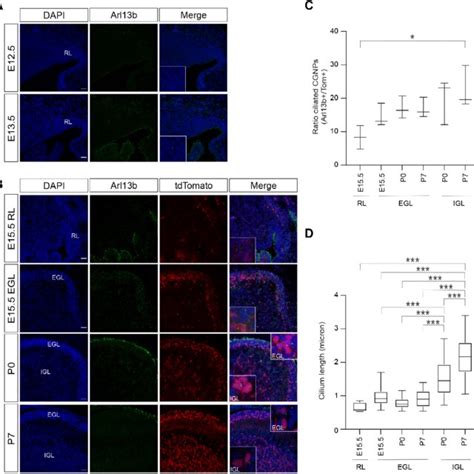 Primary Cilium Expression And Length In The Developing Murine