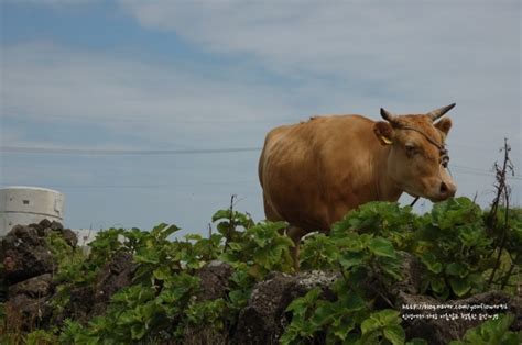 제주도여행 나홀로 버스타고 제주여행 신비의섬 우도여행 우도민박 연지민박 네이버 블로그