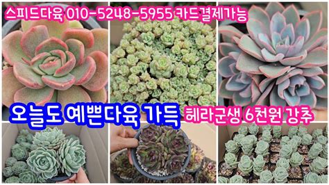 24510 🌹오늘도 예쁘고 가격착한 국민다육 가득🌹 파차이 헤라군생 얼음공주젤리 러블리로즈 등🌹 스피드다육 010 5248