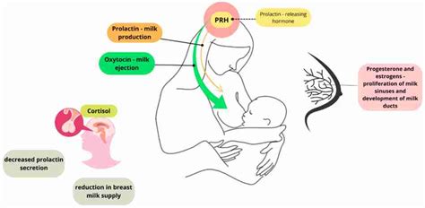 Curvy Body Newborns Brains And Breastfeeding Why Do Women Need Fat