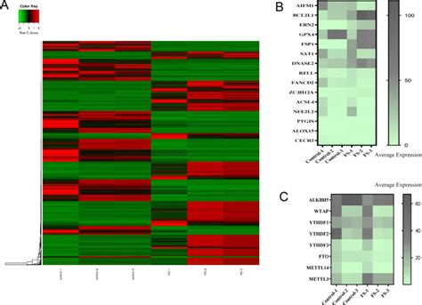 Fear Stress Promotes Glioma Progression Through Inhibition Of Ferroptosis By Enhancing Fsp1
