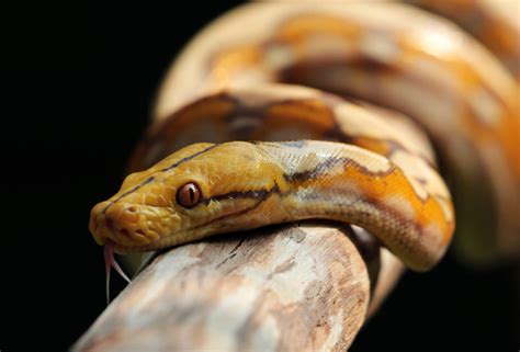 Pythons Found To Be Highly Sustainable Food Source Australian Geographic