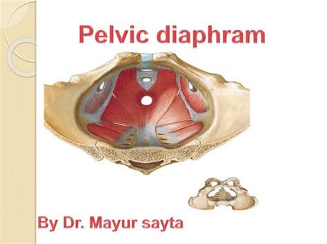 Supports Of Uterus Pptx Supports Of Uterus Pptx