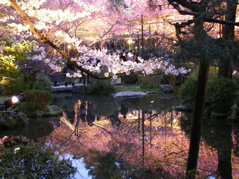 美しい桜の写真まとめ おにぎりまとめ