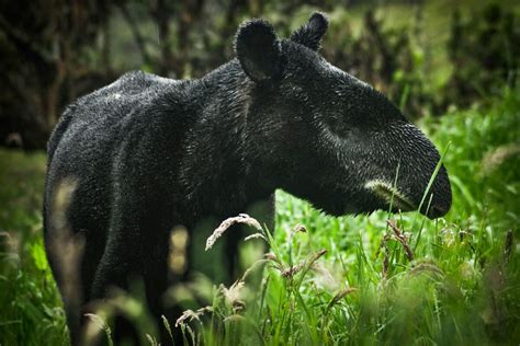 Andean Tapir Wild Expedition
