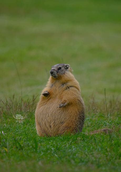 Best Funny Marmot Memes 9gag