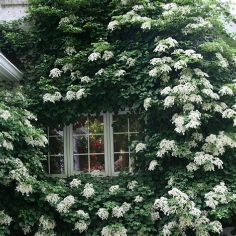 Climbing Hydrangea Hydrangea Anomala Subsp Petiolaris Flora Corner