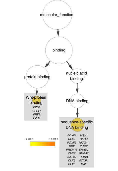 Graphical Representation Of A Nested Molecular Function Classification