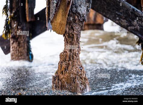 Termites Of The Sea The Severley Degraded And Teredo Worm Attacked Pillars At The Wooden Jetty