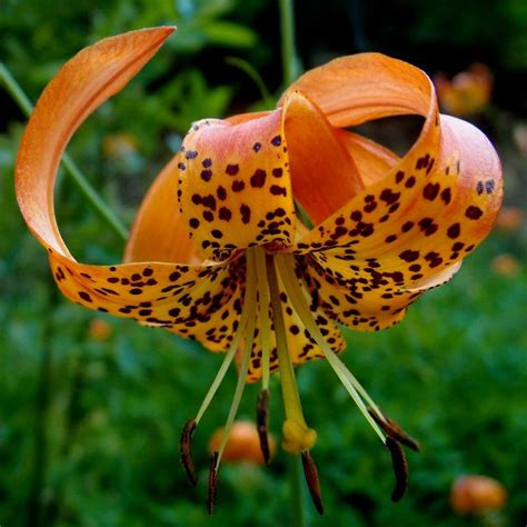 Tiger Lily Sparrowhawk Native Plants