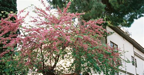 경치 경치가 좋은 계절 고요한 교외의 꽃 꽃 피는 나무 꽃무늬 꽃이 만개한 나무 나뭇잎 녹지 다채로운 동식물 뒤뜰 무성한 봄 분홍색 산사