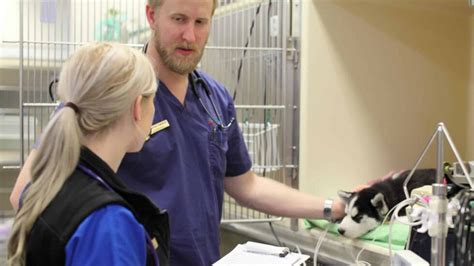 Home Animal Emergency Australia