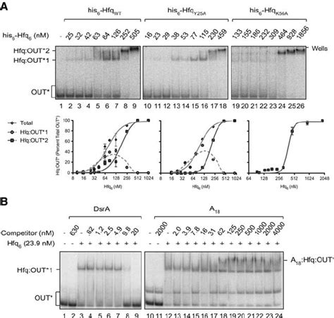 Rna Out Interacts Specifically With The Proximal Rna Binding Surface Of