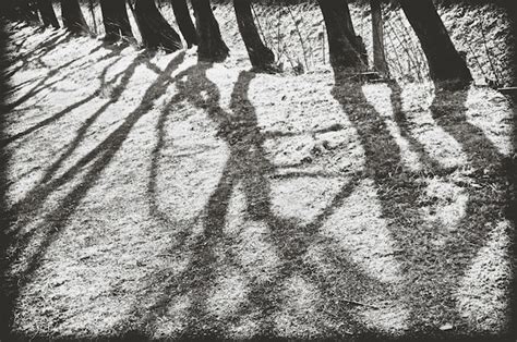 Premium Photo Shadow Of Trees In Grass