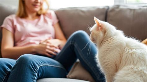 Why Do Cats Sit And Stare At You Mystery Solved