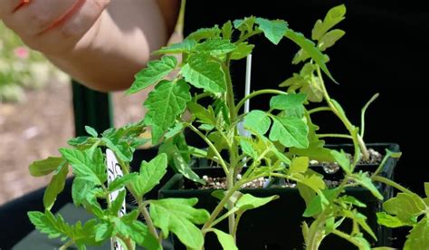 Spliced Approach Grafting The Ultimate Guide To Graft Tomato Plants And More Grafito