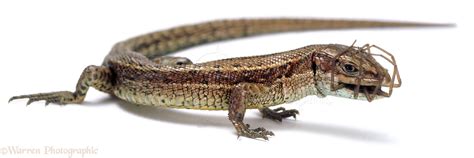 Lizard Eating A Spider Photo Wp04131