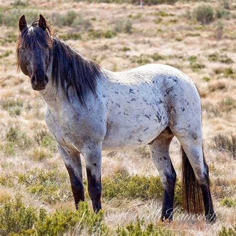 Brumbies Of Australia Wild Horses Brumby Horse Horse Breeds