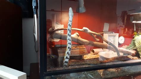Snek Go Up Rsneks