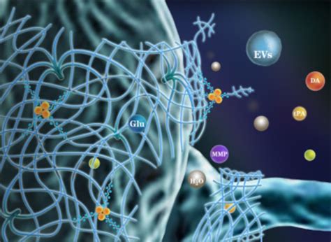 Authors Of This Figure Yiming Lei And Hongbin Han For Progress In