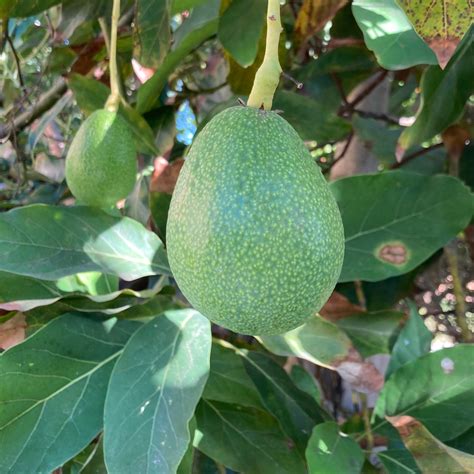 Fuerte Avocado Tree