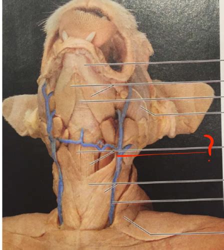 Anatomy Insertionoriginjointaction Flashcards Quizlet