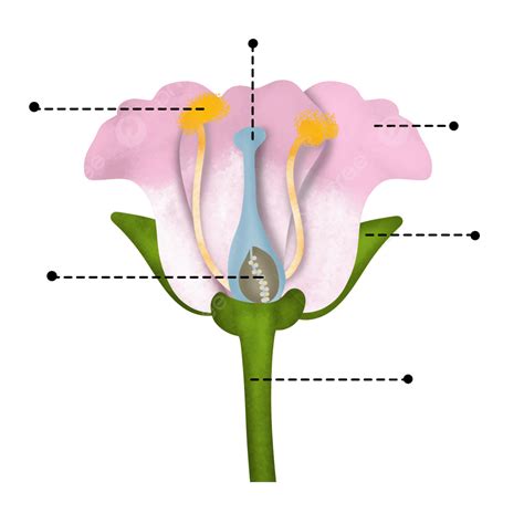Anatomy Of Flower Diagram Flower Structure Diagram