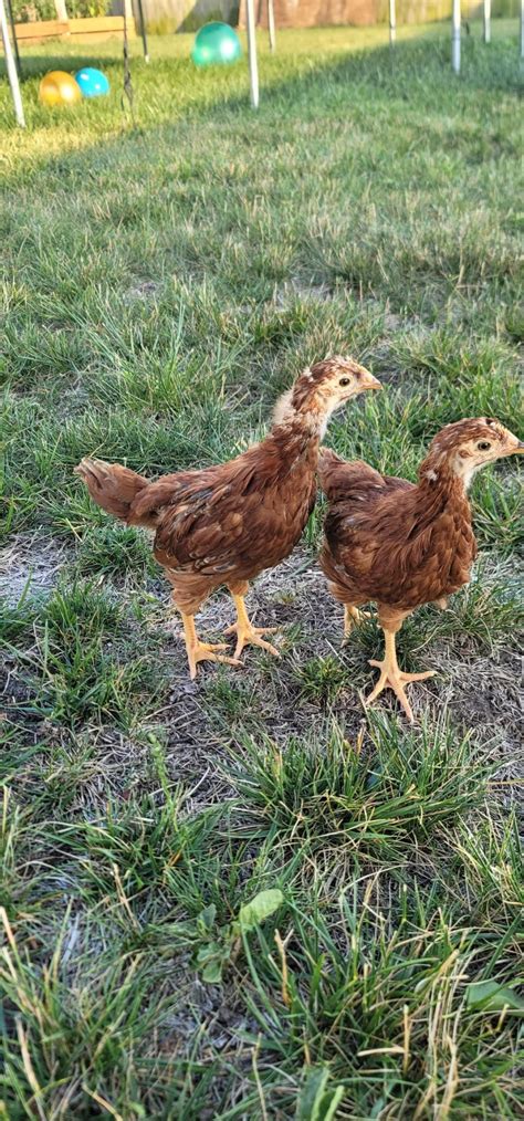 Different Types Of Rooster Breeds A Complete Guide