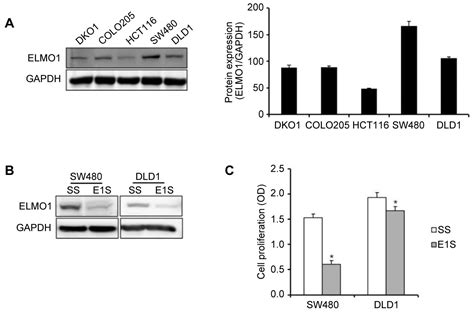 Figure 1 Engulfment And Cell Motility 1 Elmo1 Regulates Tumor Cell