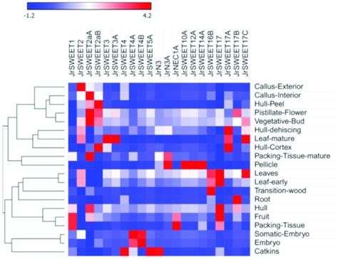 Hierarchical Clustering And Heat Map Of Jrsweet Genes Expressed In Download Scientific Diagram