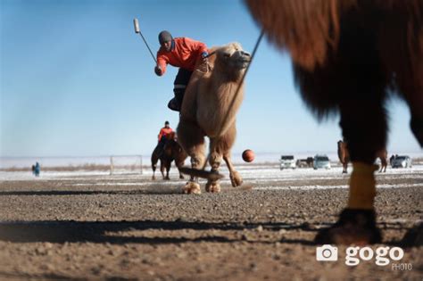 ФОТО Түмэн тэмээний баяр поло тэмцээнээр үргэлжилж байна