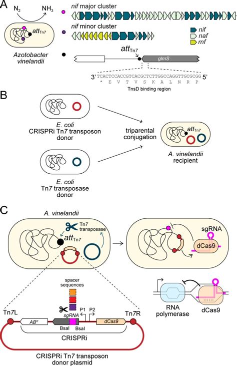 A Crispr Interference System For Engineering Biological Nitrogen Fixation Plant Microbe