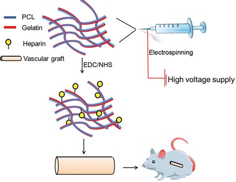 Preparation And Evaluation Of Heparin‐loaded Pclgelatin Hybrid Download Scientific Diagram